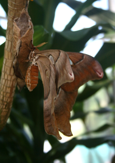 Hercules Moth – Coffs Harbour Butterfly House – Wildflowerings – Art ...