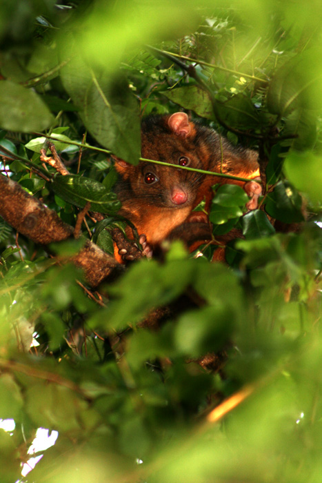 Ringtail Possum Nest – Wildflowerings – Art Studio Diary