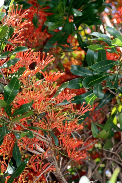 Stunning Firewheel Tree – Wildflowerings – Art Studio Diary