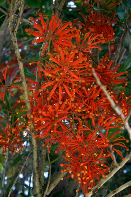 Stunning Firewheel Tree – Wildflowerings – Art Studio Diary