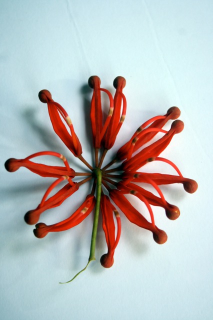 Stunning Firewheel Tree – Wildflowerings – Art Studio Diary