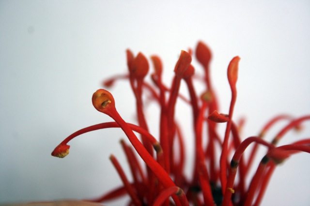 Stunning Firewheel Tree – Wildflowerings – Art Studio Diary