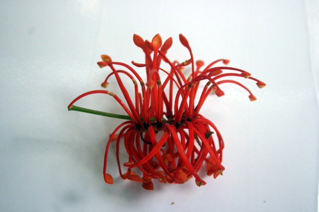 Stunning Firewheel Tree – Wildflowerings – Art Studio Diary