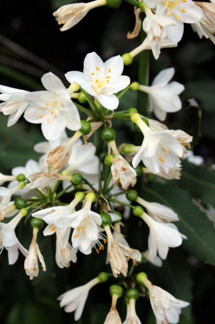 Brisbane Lily – Proiphys cunninghamii – Wildflowerings – Art Studio Diary