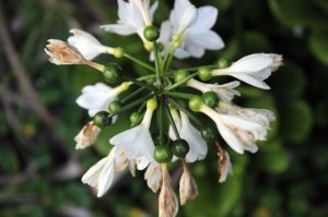 Brisbane Lily – Proiphys cunninghamii – Wildflowerings – Art Studio Diary