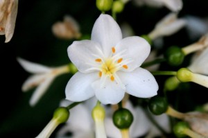 Brisbane Lily – Proiphys cunninghamii – Wildflowerings – Art Studio Diary