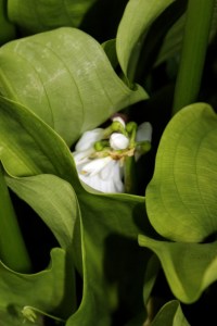 Brisbane Lily – Proiphys cunninghamii – Wildflowerings – Art Studio Diary