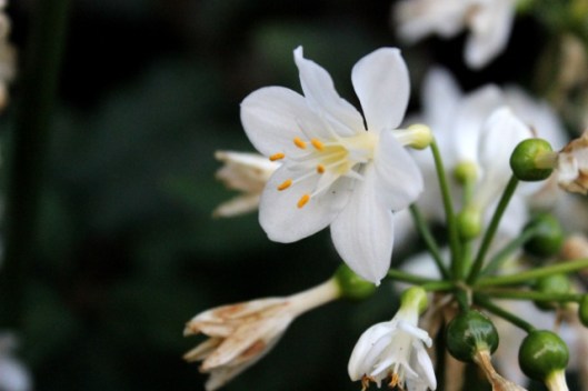 Brisbane Lily – Proiphys cunninghamii – Wildflowerings – Art Studio Diary