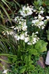Brisbane Lily – Proiphys cunninghamii – Wildflowerings – Art Studio Diary