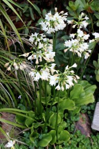 Brisbane Lily – Proiphys cunninghamii – Wildflowerings – Art Studio Diary