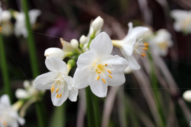 Brisbane Lily – Proiphys cunninghamii – Wildflowerings – Art Studio Diary