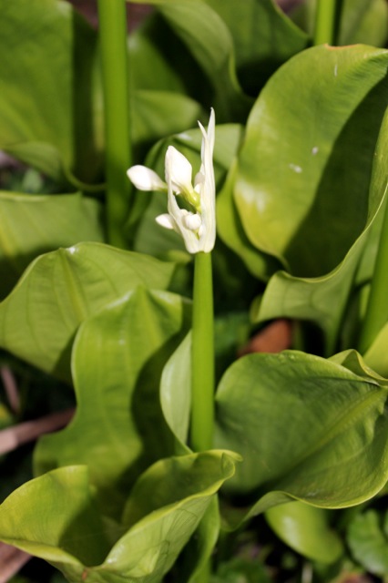 Brisbane Lily – Proiphys cunninghamii – Wildflowerings – Art Studio Diary
