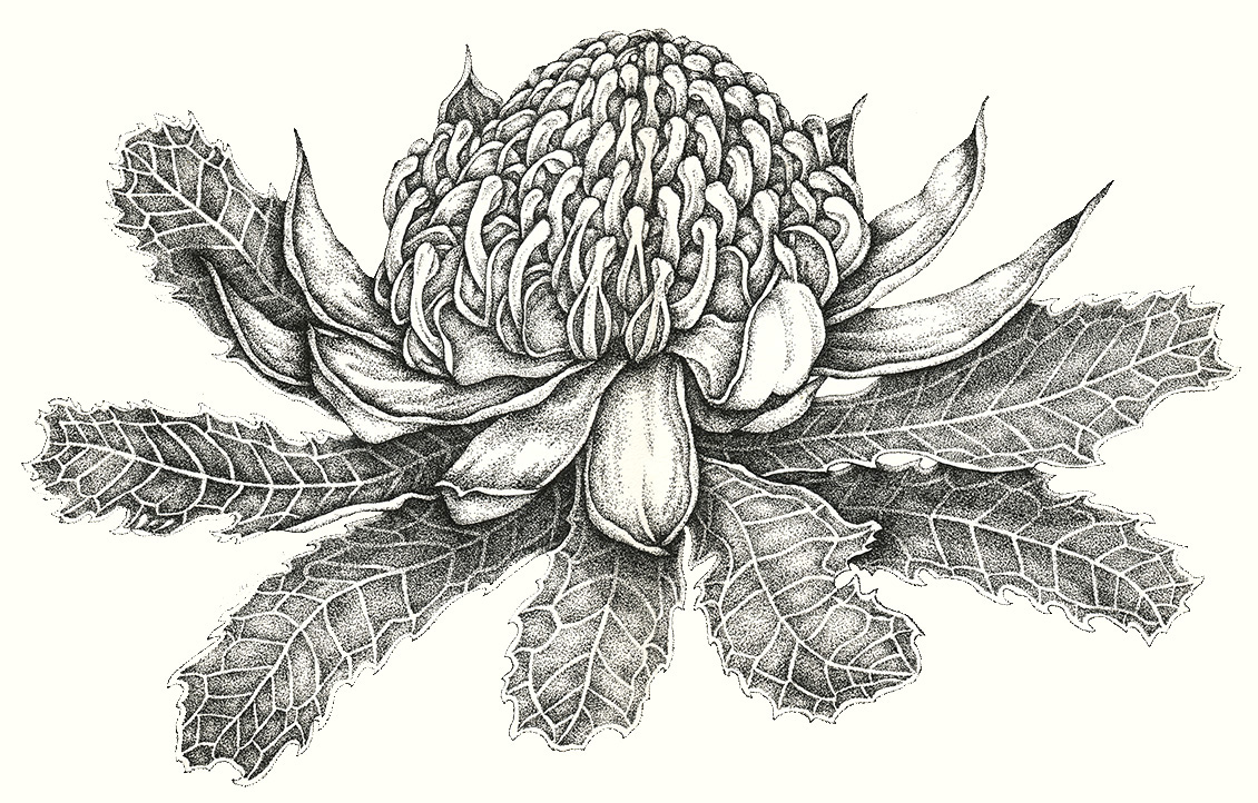 Waratah Drawing – Wildflowerings – Art Studio Diary