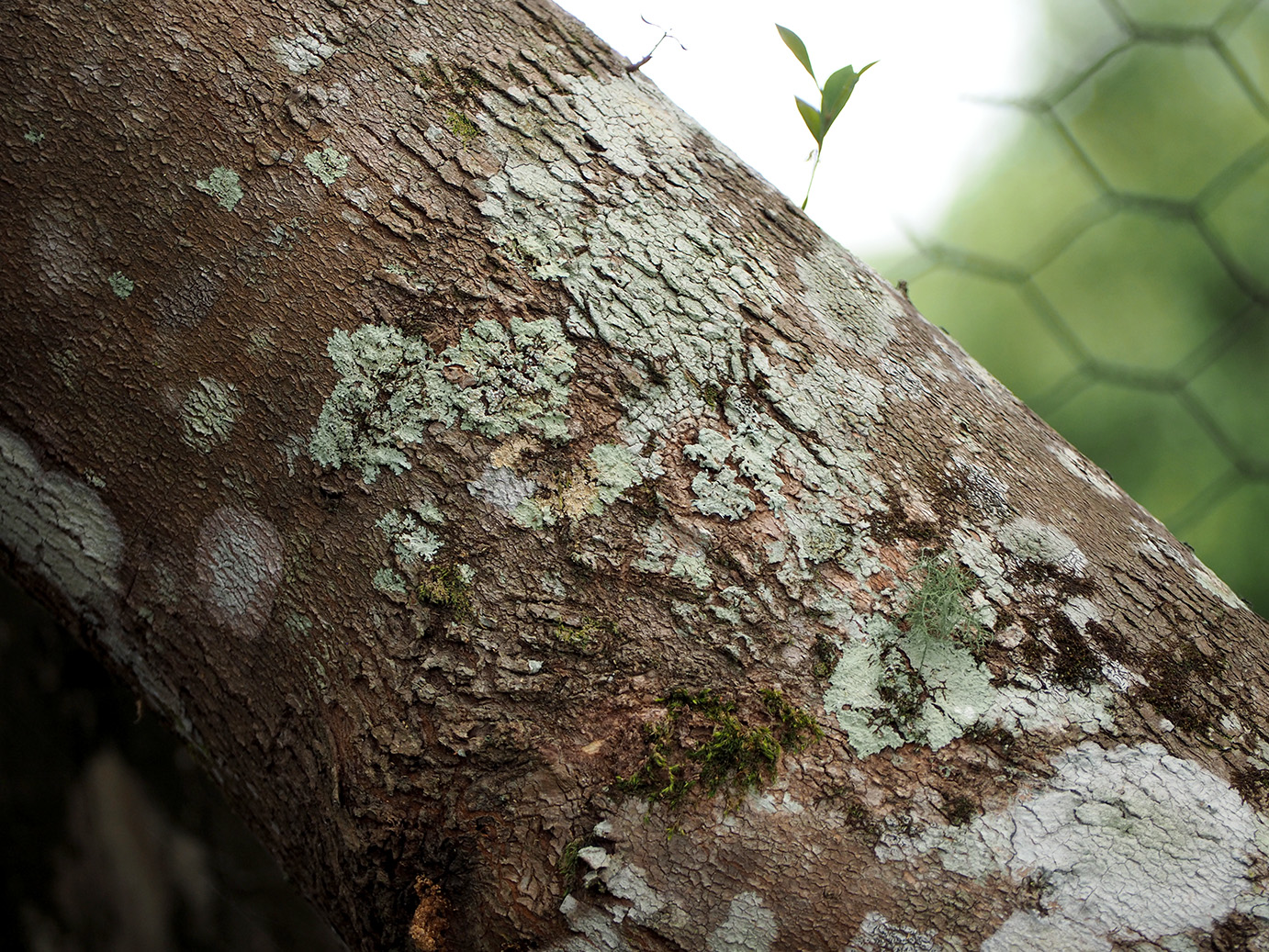 Backyard Trees – Acmena smithii var. Minor – Small Leaf Lilly Pilly ...