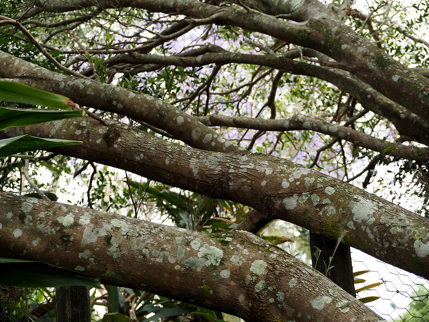 Backyard Trees – Acmena smithii var. Minor – Small Leaf Lilly Pilly ...