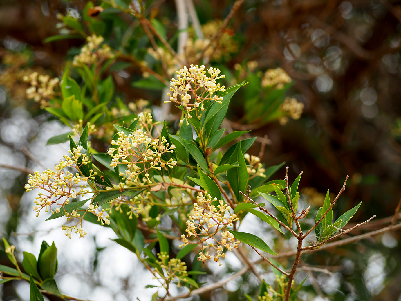 Backyard Trees – Acmena smithii var. Minor – Small Leaf Lilly Pilly ...