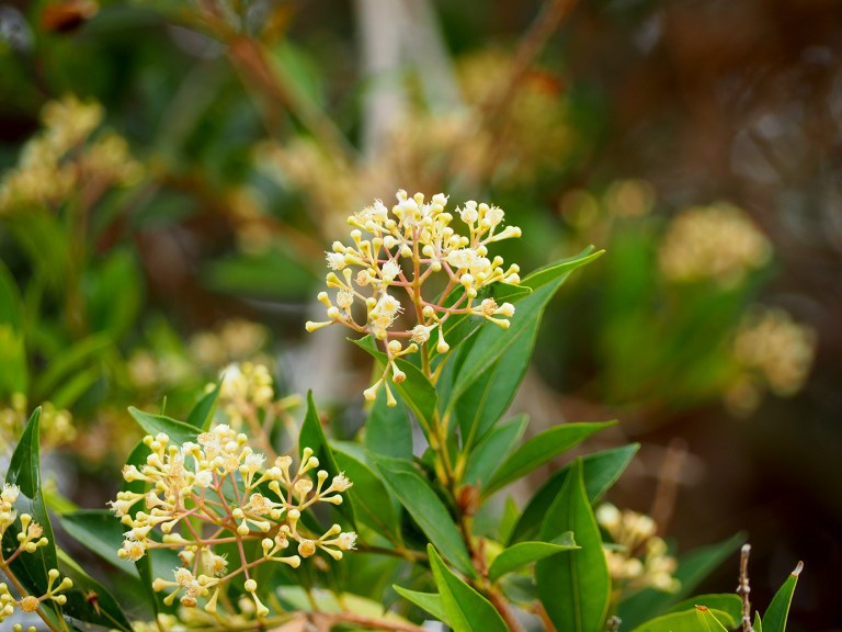 Backyard Trees – Acmena smithii var. Minor – Small Leaf Lilly Pilly ...