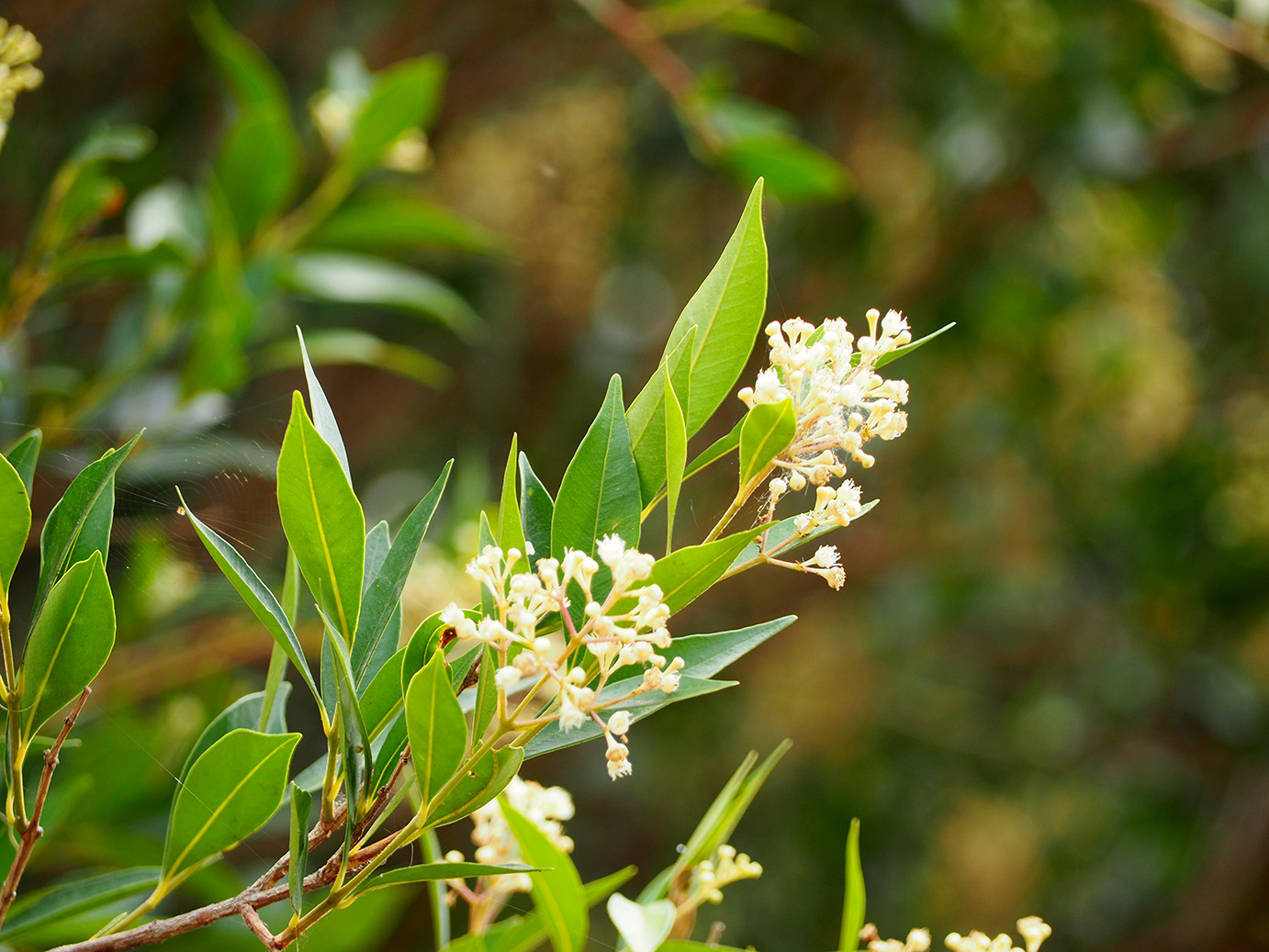 Backyard Trees – Acmena smithii var. Minor – Small Leaf Lilly Pilly ...