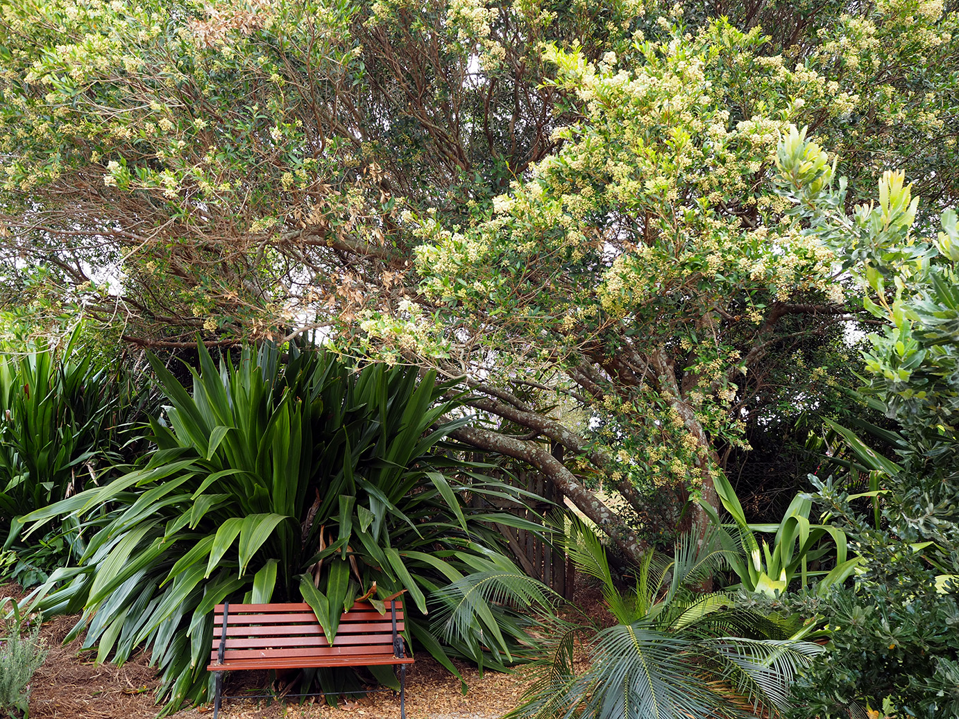Backyard Trees – Acmena smithii var. Minor – Small Leaf Lilly Pilly ...