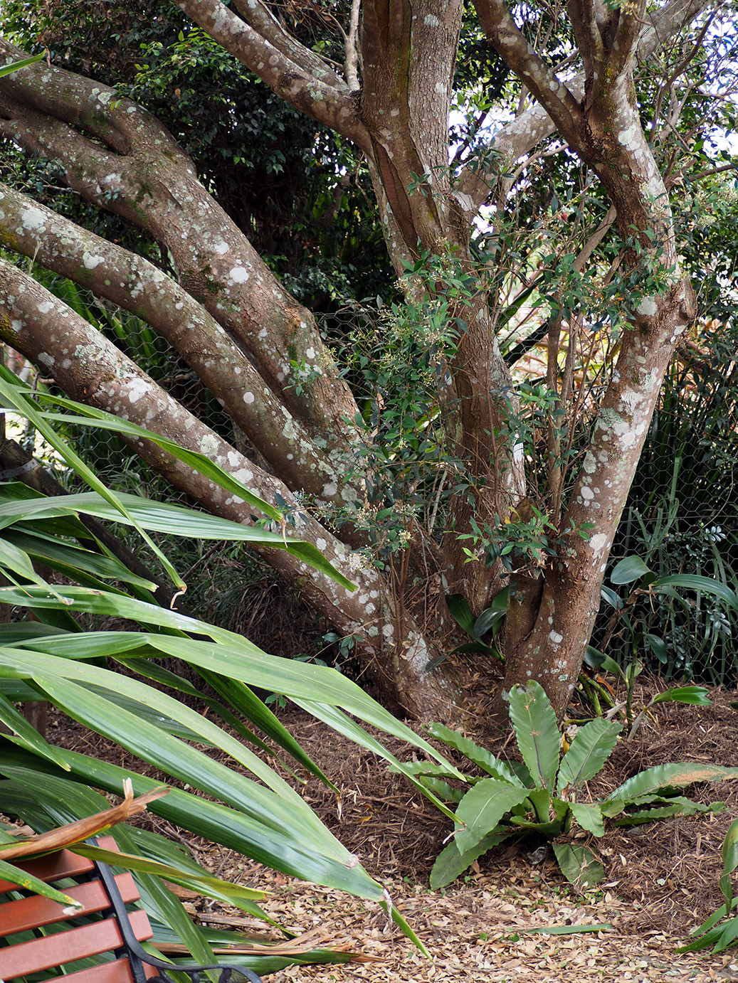 Backyard Trees – Acmena smithii var. Minor – Small Leaf Lilly Pilly ...