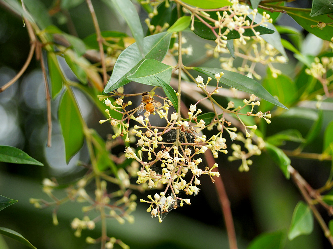 Backyard Trees – Acmena smithii var. Minor – Small Leaf Lilly Pilly ...
