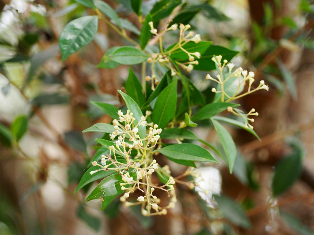 Backyard Trees – Acmena smithii var. Minor – Small Leaf Lilly Pilly ...